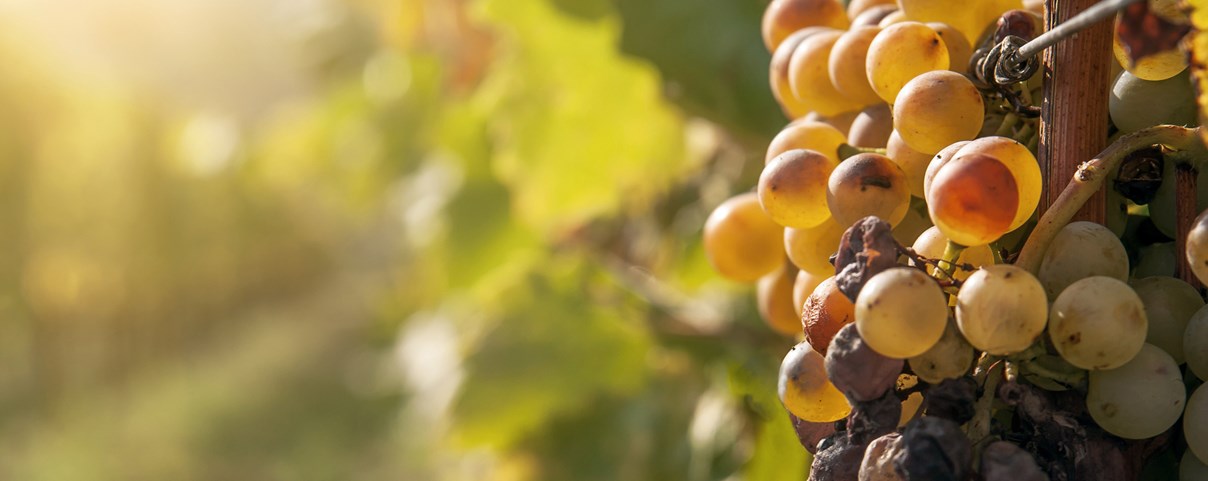 Sulfiter i vin – vad är det och varför används det? | Systembolaget