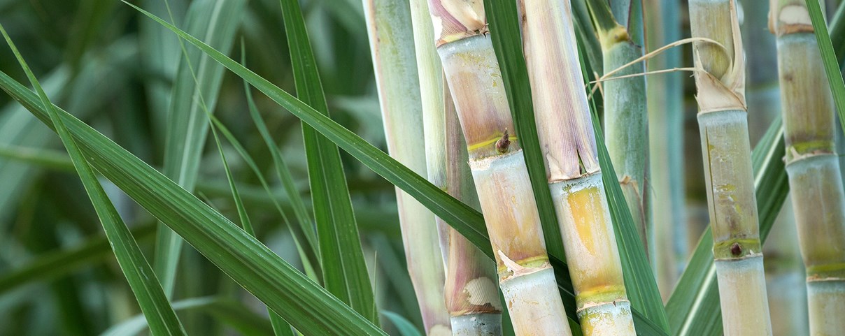 Romprovning hemma | Systembolaget