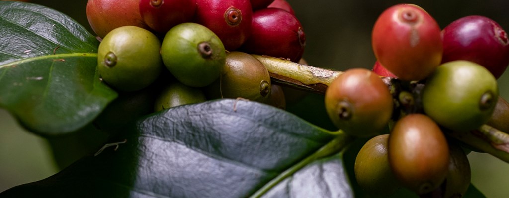 Calypso coffee – drinkrecept & ingredienser | Systembolaget