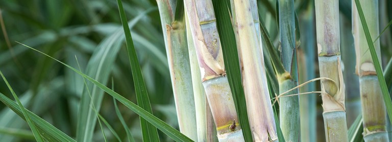 Rom – en av världens vanligaste spritsorter | Systembolaget